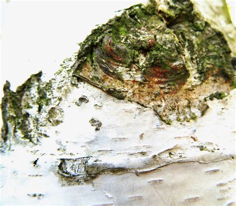 Schatten Baum Und Borke