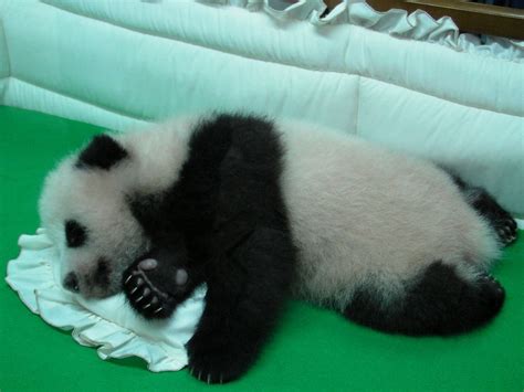 Til That Pandas In Captivity Lose Interest In Mating So They Are