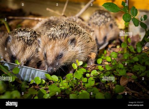 Jungigel Igel Im Wohnumfeld Von Menschen Ein Naturnaher Garten Ist Ein