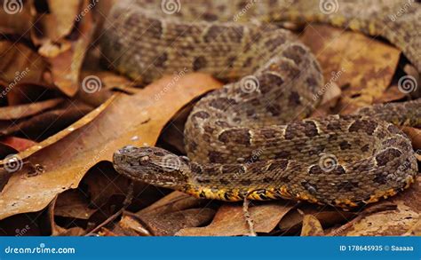 Rattlesnake With Ticks At Hayden Marr Blog