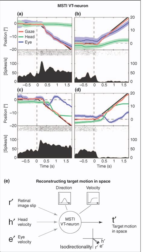Figure 2 From The Neural Basis Of Smooth Pursuit Eye Movements Semantic Scholar