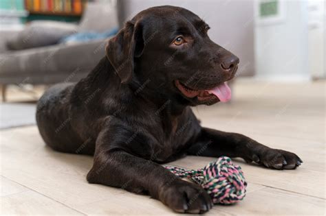 Lindo Perro Con Juguete Tirado En El Piso Foto Gratis
