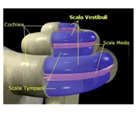 Lecture 82 Neurophysiology 8 Flashcards Quizlet