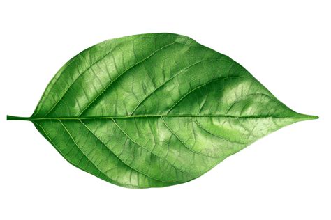 Leaf Texture Pngs For Free Download