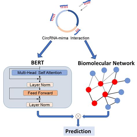 Predicting Circrna Mirna Interactions Utilizing Transformer Based Rna