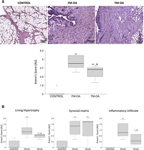 Synovitis Grading In Rabbit Synovial Membrane A Representative Download Scientific Diagram