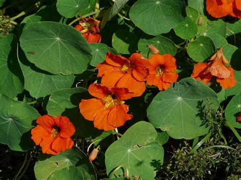 Nasturtium Companion Planting