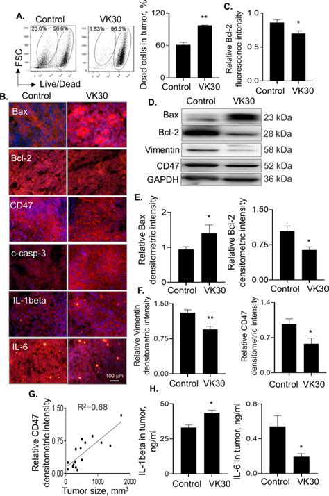 A Novel Cd47 Blocking Peptide Fused To Pro Apoptotic Kla Repeat Inhibits Lung Cancer Growth In