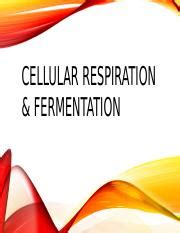 PowerPoint Cellular Respiration Fermentation Pptx CELLULAR RESPIRATION FERMENTATION