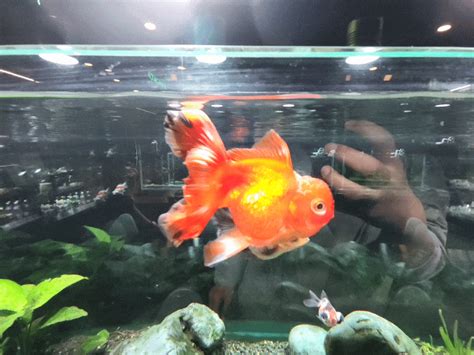 네이버 인플루언서