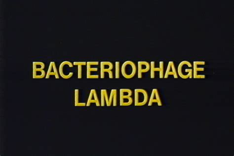Chromosome Recombination In Bacteriophage Lambda Londons Screen Archives Title