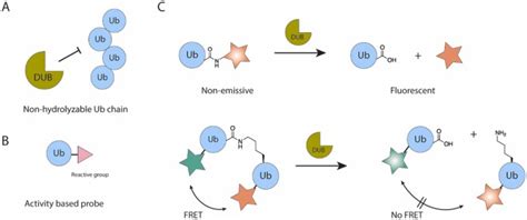 Ubiquitin Factory Buy Good Quality Ubiquitin Products From China