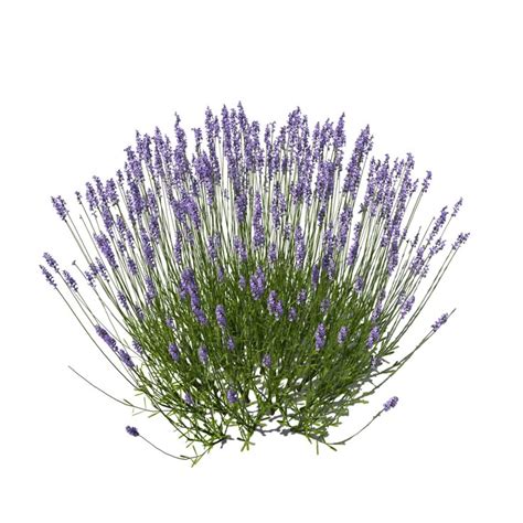 Pin By Craft House Interiors On BUSHES FLOWERS Photoshop Landscape Tree Photoshop