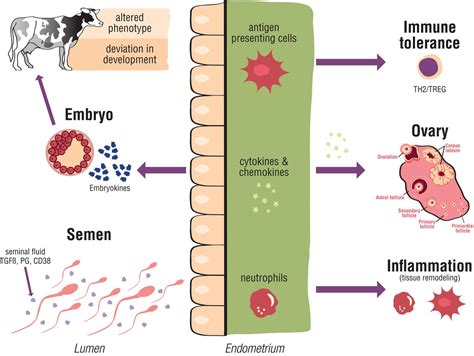 Seminal Plasma Plus Sperm