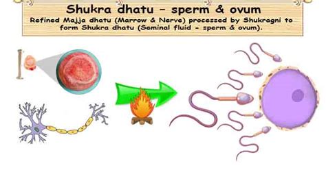 Skukra Dhatu Artava Dhatu Seminal Fluid Sperm Ovum