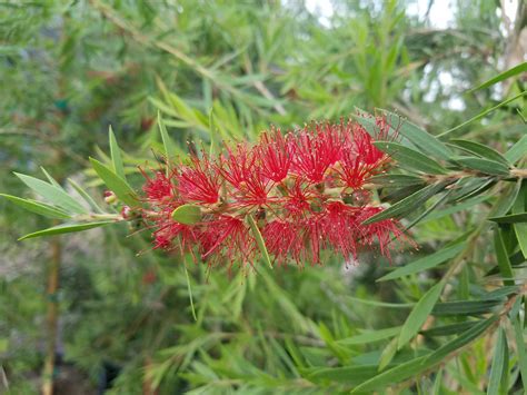 Callistemon Viminalis Slim Cv01 Ppaf Slim Bottlebrush Callistemon Viminalis Slim Cv01 Ppaf Slim Bottlebrush