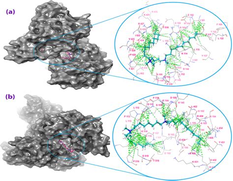 Molecular Docking Structures Of Bsa With The Cationic Gemini