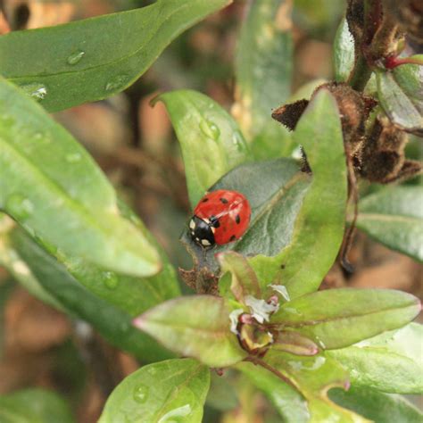 Square Ladybug By Destinydai On Deviantart