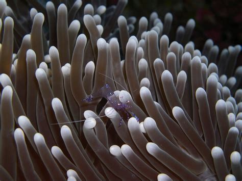 40 Shocking Sea Anemone Facts About The Flowers Of The Sea