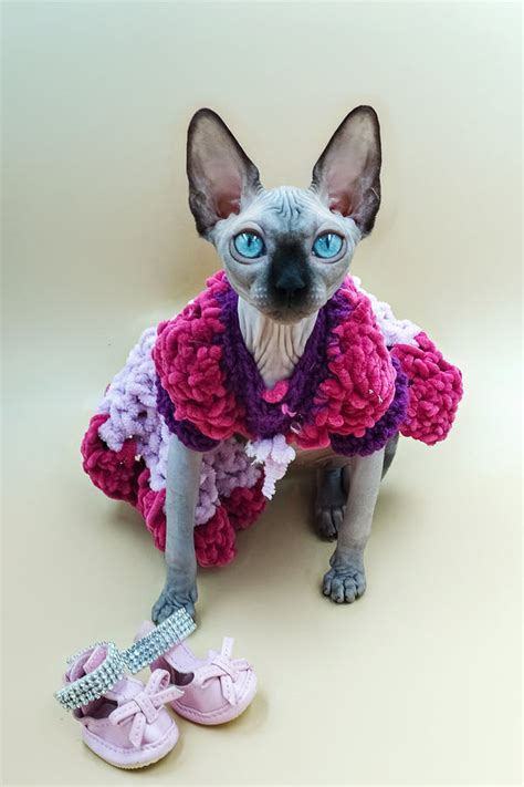 Lilu Sphynx Kitten Stylish In Pink And Purple