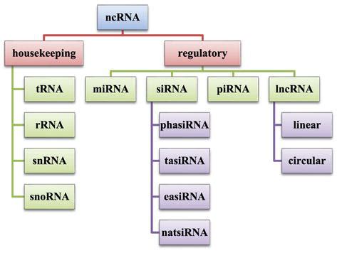 Non Coding RNA And Its Prospective Utilization In Plant Breeding IntechOpen