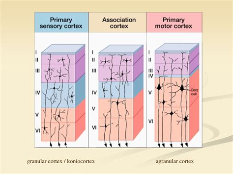 Ppt Cerebral Cortex Primary Cortical Areas Powerpoint Presentation