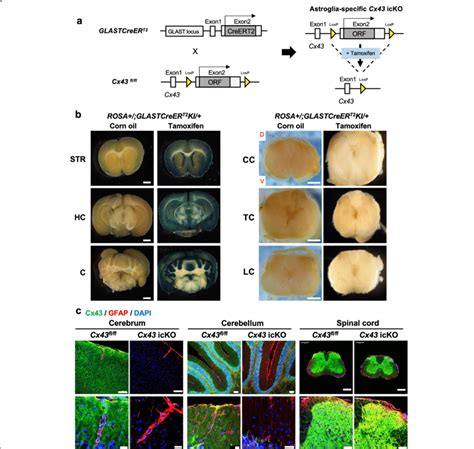 Strategy For Astroglial Cx43 Icko Mouse Generation A A Schematic