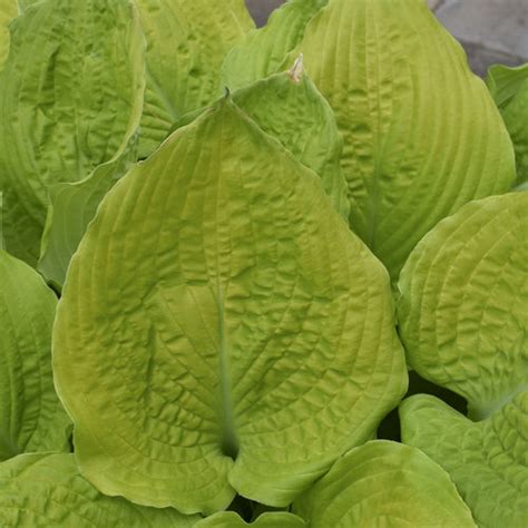 Shadowland® 'Coast to Coast' - Hosta hybrid | Proven Winners