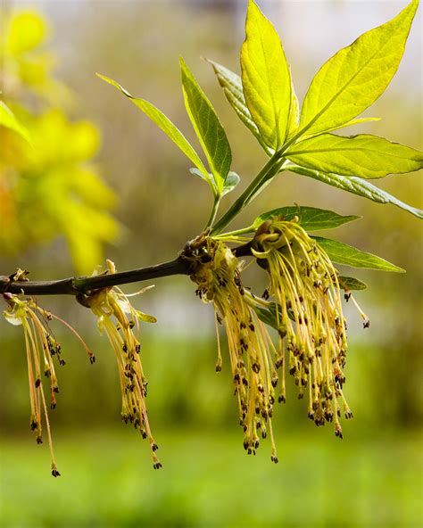 Fraxinus Ash Trees Hello Hello Plants And Garden Supplies