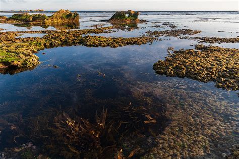 Tide Pools On Behance