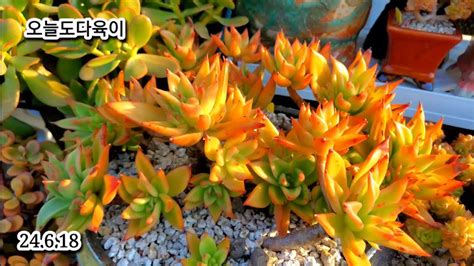 차광없이 깡노숙으로 폭염을 견디고있는 옥상다육이폭염차광막깡노숙 Youtube