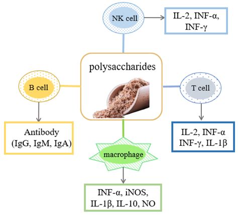 Extraction Structural Characterization Biological Functions And Application Of Rice Bran
