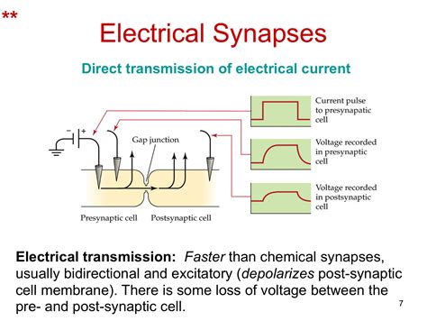 Electrical Synapse Gap Junction