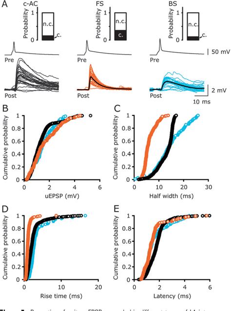 figure 5 from specificity of synaptic connectivity between layer 1
