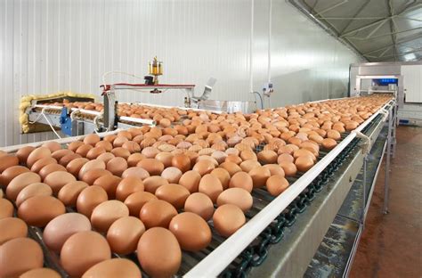 Egg Production Stock Image Image Of Security Industry 61357275