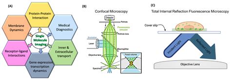 J Imaging Free Full Text Unravelling The Mystery Inside Cells By Using Single Molecule