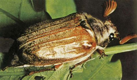 BIOLOGIJA 7/14. Kukci i ostali člankonošci/Kukci/Hrust