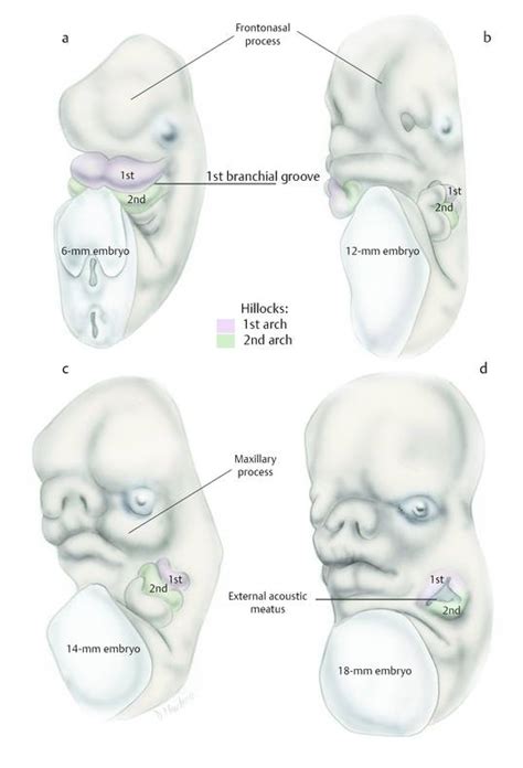 Ear Embryology Ento Key