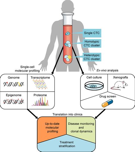 Schematic Representation Of Ctc Based Analyses With Translational