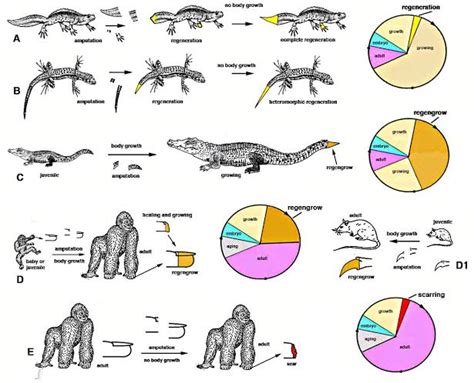 Regeneration Larval Forms And Symmetry Class Notes