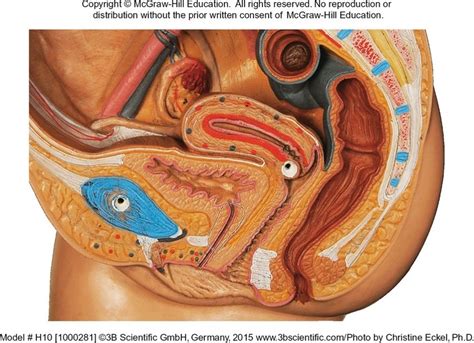 Female Pelvis Midsagittal Section Diagram Quizlet
