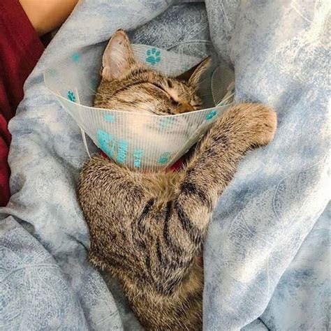 Why Are Cats So Fascinated With String Diy Seattle