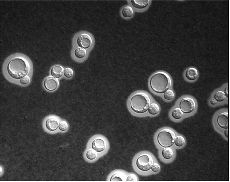 Cryptococcus