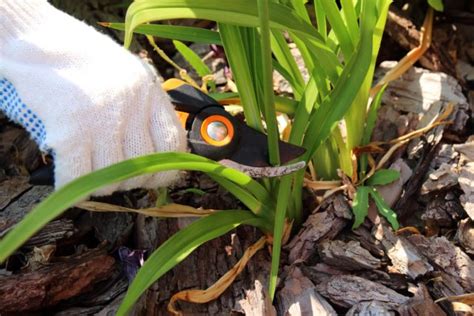 10 растений в саду и цветнике которые осенью нужно обрезать под корень В саду Огород Ru