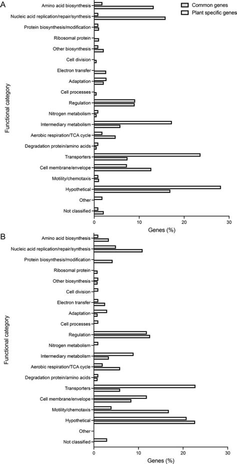 Rhizobium Determinants Of Rhizosphere Persistence And Root Colonization Pmc