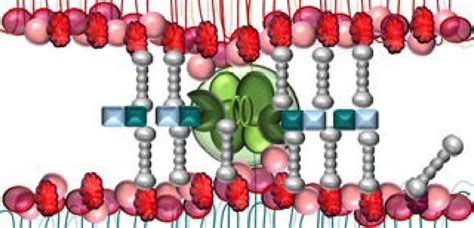 Coupling Crossover And Synaptonemal Complex In Meiosis