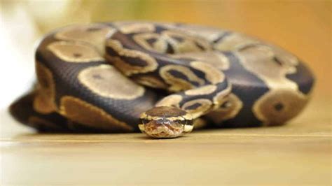 Over 12 Feet Long Python Captured Near Mir Alam Tank