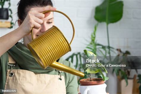 한 여자가 집 안의 선반에서 사랑으로 자란 물뿌리개에서 희귀종 컬렉션에서 집 식물에 물을 줍니다 가정 식물 재배 온실 물 균형 30 34세에 대한 스톡 사진 및 기타 이미지