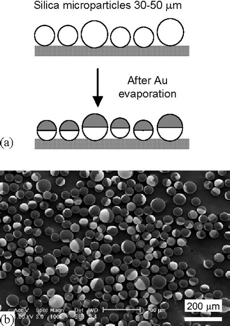 Figure 1 From Selective Dna Directed Assembly On Dual Functionalized Microparticles Semantic