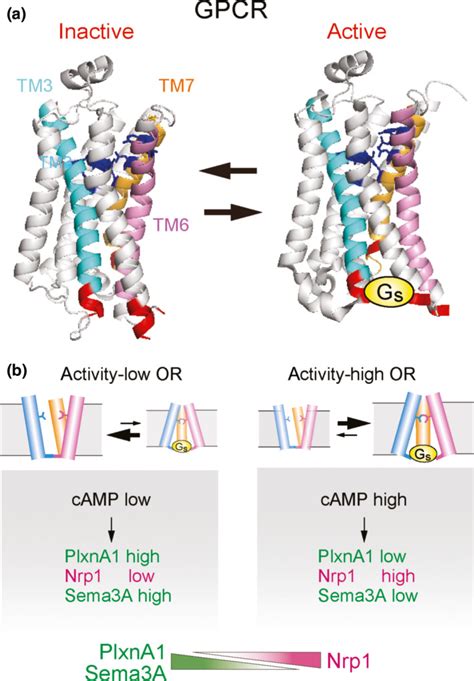 Developmental Regulation Of Olfactory Circuit Formation In Mice Pmc